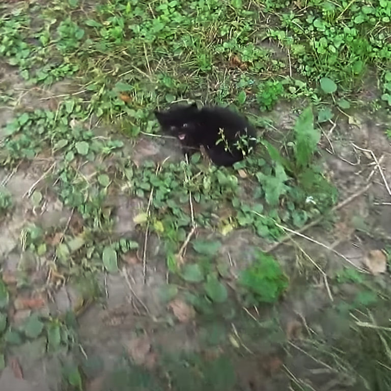 Baby Black Kitten Mews in Distress and Melts Hearts Everywhere