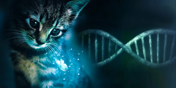 Research into Cat DNA Unlocks Clues to Help Cats and Humans