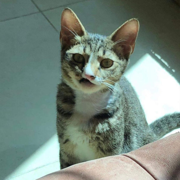 ‘Adorably Different’ Ethan Survives Mouth Injury and Finds a Loving Home