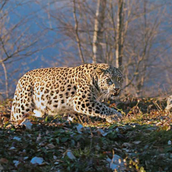 Rescuers Race To Save Extremely Rare Persian Leopard Caught in Trap