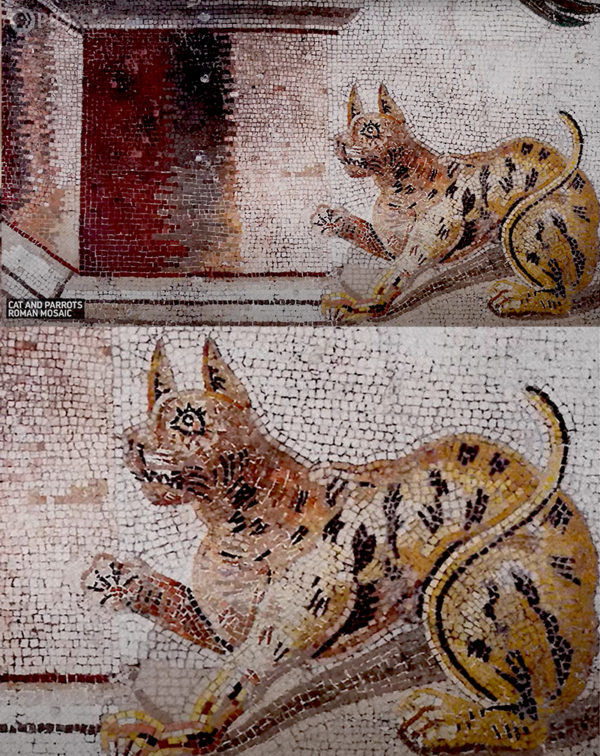 From Ancient Cats to Today, Cats Still Rule the World