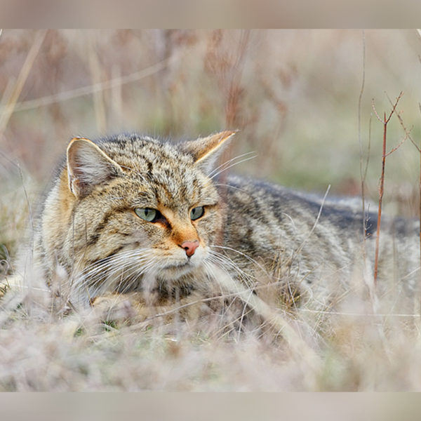 From Ancient Cats to Today, Cats Still Rule the World