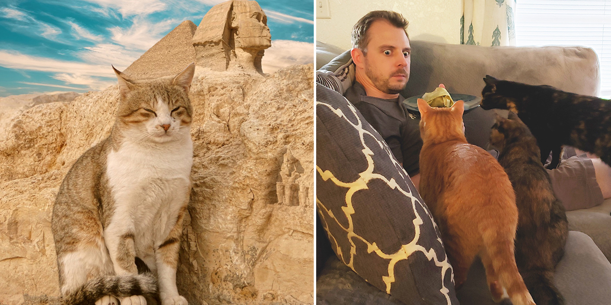 From Ancient Cats to Today, Cats Still Rule the World