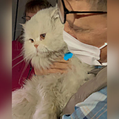 'Mission Possible' Saves Hundreds of Cats, Dogs Stranded in Afghanistan