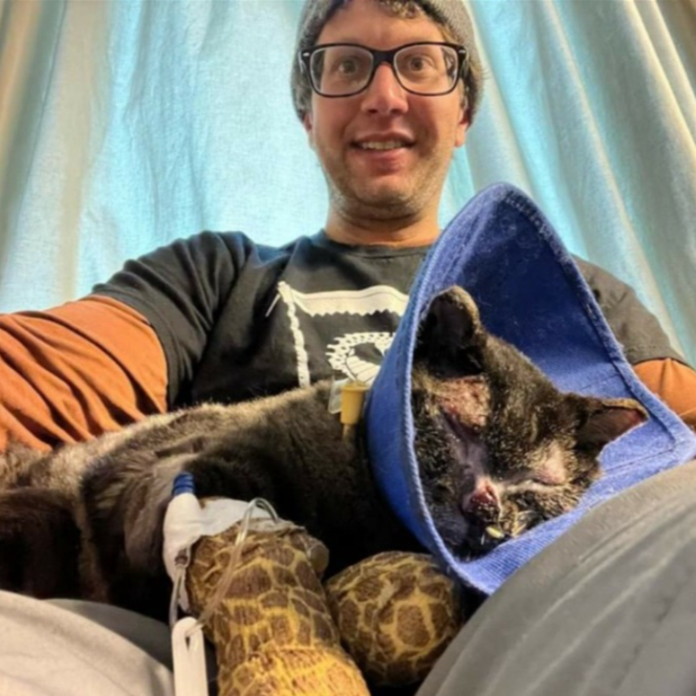 Merlin the Cat 'Lives Up to His Namesake' After Surviving the Marshall Fire