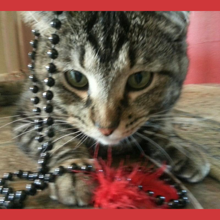 Merlin the Cat 'Lives Up to His Namesake' After Surviving the Marshall Fire