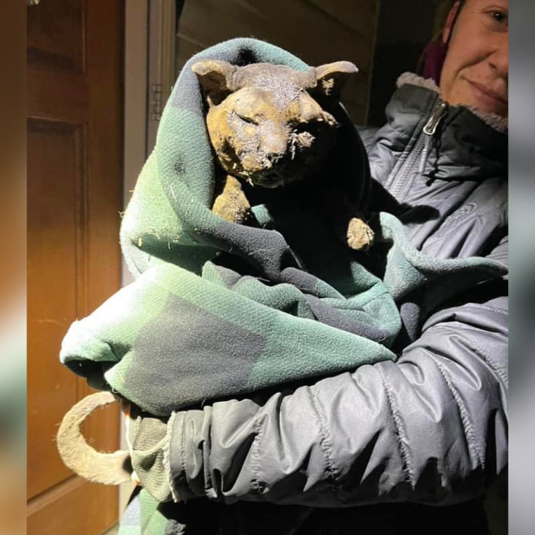 Merlin the Cat 'Lives Up to His Namesake' After Surviving the Marshall Fire