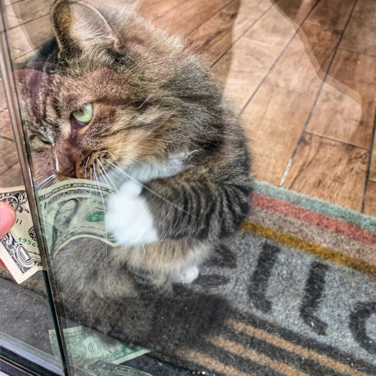 Tulsa's 'Cashnip Kitty' Tricks Humans to Give Him Piles O' Cash