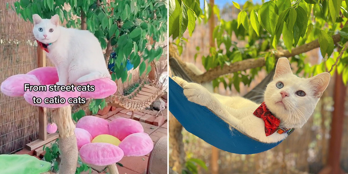 California Catio Offers Therapeutic Home to Rescued Cats and Family