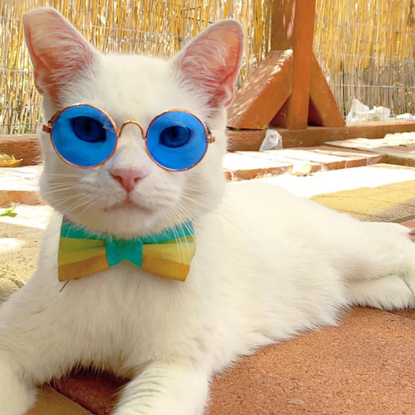 California Catio Offers Therapeutic Home to Rescued Cats and Family