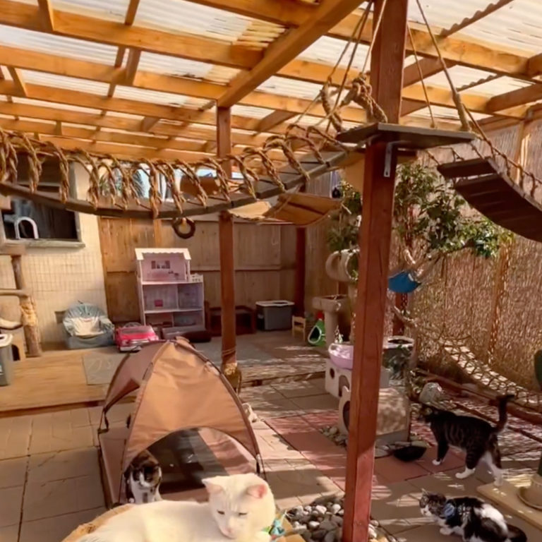 California Catio Offers Therapeutic Home to Rescued Cats and Family