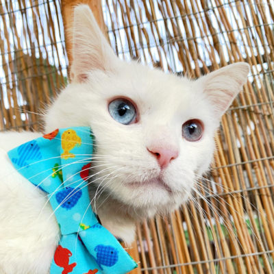 California Catio Offers Therapeutic Home to Rescued Cats and Family