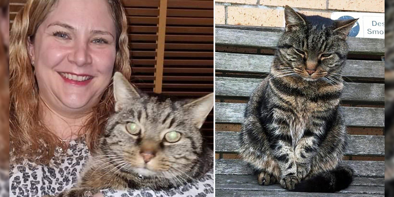 Volunteer Helps Bring Fergus the Cat Home After 11 Years Missing