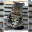 Volunteer Helps Bring Fergus the Cat Home After 11 Years Missing