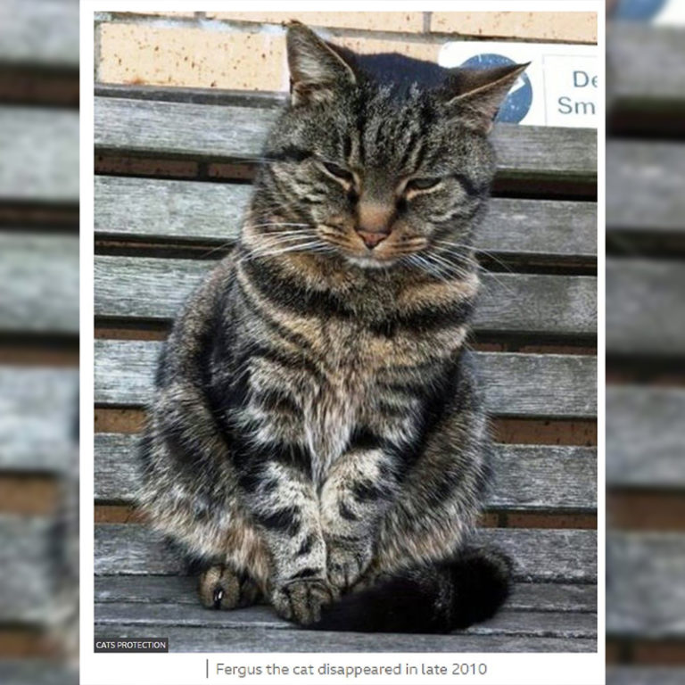 Volunteer Helps Bring Fergus the Cat Home After 11 Years Missing