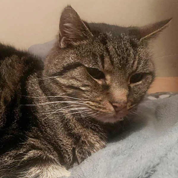 Volunteer Helps Bring Fergus the Cat Home After 11 Years Missing