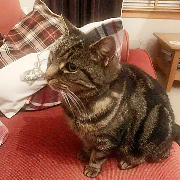 Volunteer Helps Bring Fergus the Cat Home After 11 Years Missing