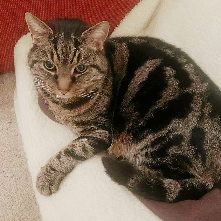 Volunteer Helps Bring Fergus the Cat Home After 11 Years Missing