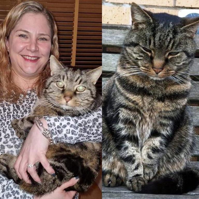 Volunteer Helps Bring Fergus the Cat Home After 11 Years Missing