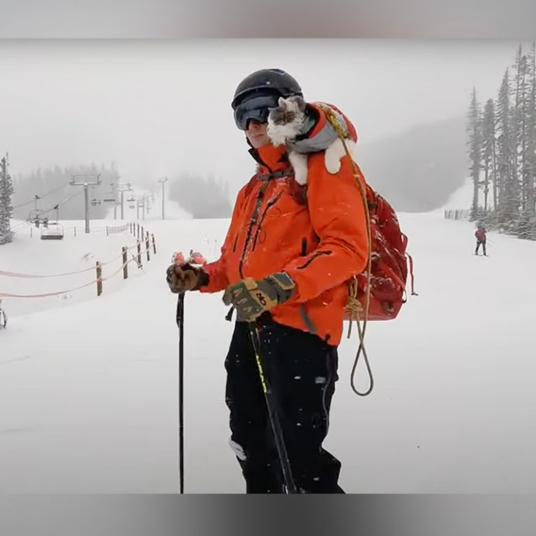 Gary, the Cat From Cal-Gary, Has Majestic Adventures in the Rockies