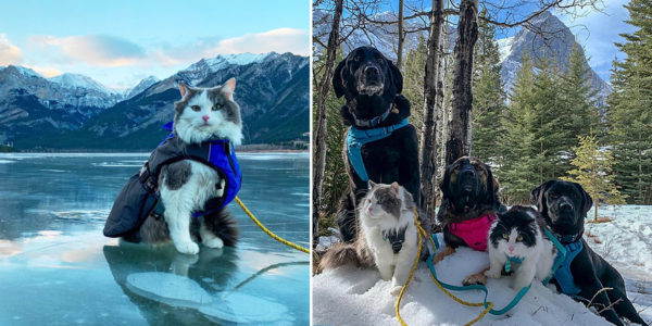 Gary, the Cat From Cal-Gary, Has Majestic Adventures in the Rockies
