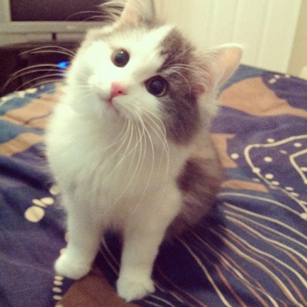 Gary, the Cat From Cal-Gary, Has Majestic Adventures in the Rockies