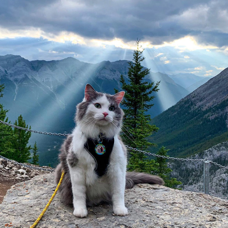 Gary, the Cat From Cal-Gary, Has Majestic Adventures in the Rockies