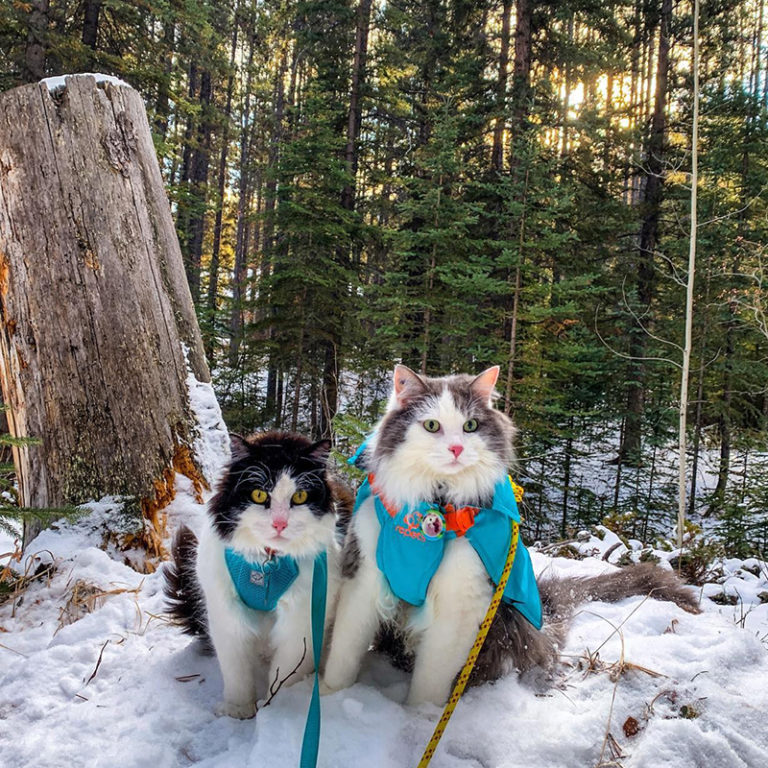 Gary, the Cat From Cal-Gary, Has Majestic Adventures in the Rockies