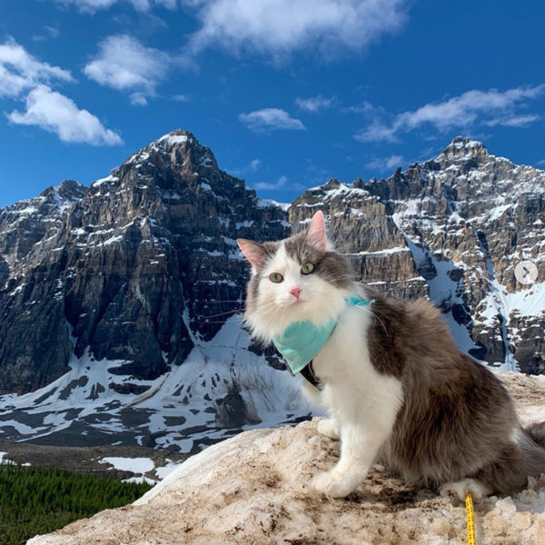 Gary, the Cat From Cal-Gary, Has Majestic Adventures in the Rockies