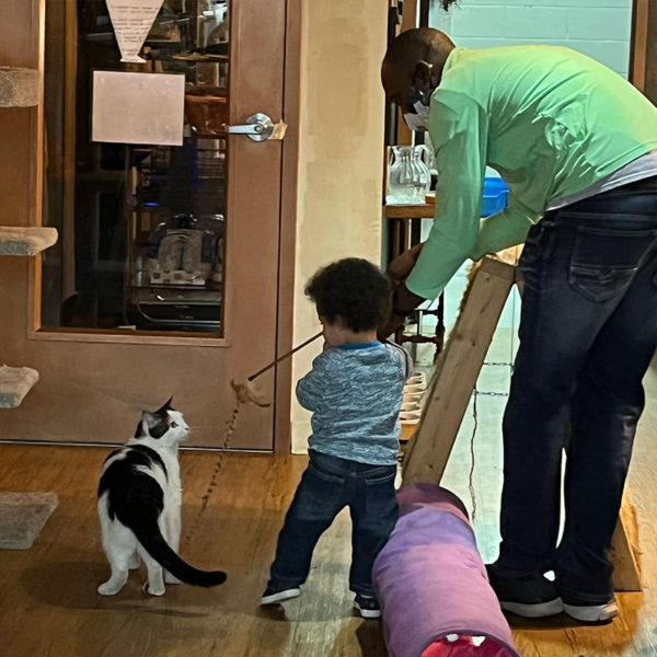 Atlanta's First Cats Café Closing, Rescuers Keep Helping Cats and People