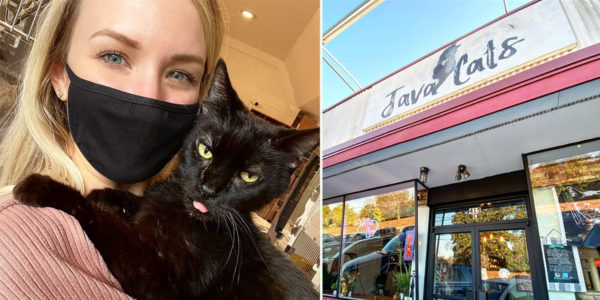 Atlanta's First Cats Café Closing, Rescuers Keep Helping Cats and People
