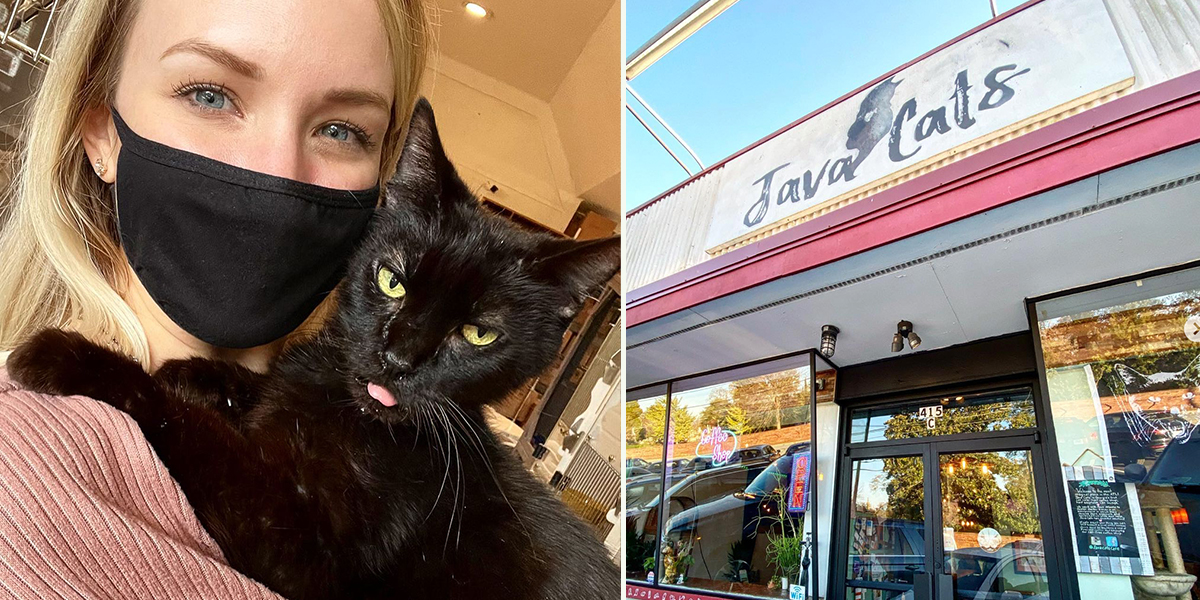 Atlanta's First Cats Café Closing, Rescuers Keep Helping Cats and People