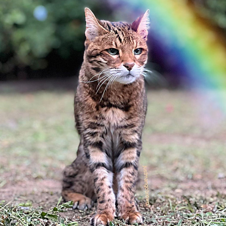 Mango Brown the Bengal's Extraordinary Loving Life with 'CatDad' & Fam