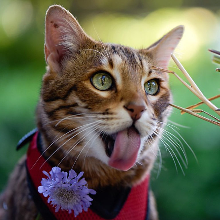 Mango Brown the Bengal's Extraordinary Loving Life with 'CatDad' & Fam