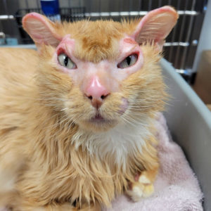 This Cat Survived the Marshall Fire; Now Rescuers Hope to Find Family