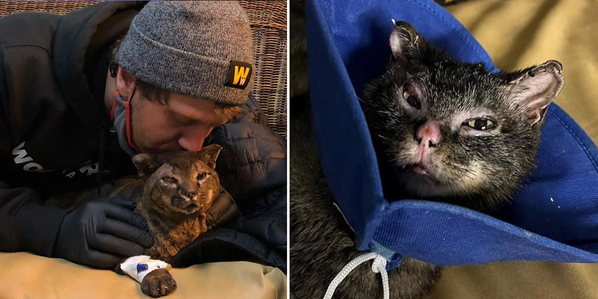 Merlin the Cat 'Lives Up to His Namesake' After Surviving the Marshall Fire