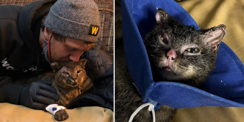Merlin the Cat 'Lives Up to His Namesake' After Surviving the Marshall Fire