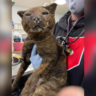 Merlin the Cat 'Lives Up to His Namesake' After Surviving the Marshall Fire