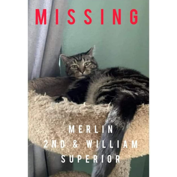 Merlin the Cat 'Lives Up to His Namesake' After Surviving the Marshall Fire