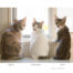 Sachi, 'Wakuneco' Artist, Creates 3-D Cat Portraits Capturing Every Detail