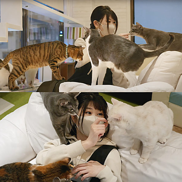 Sachi, 'Wakuneco' Artist, Creates 3-D Cat Portraits Capturing Every Detail