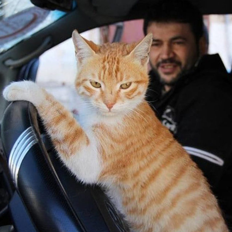 Cat Sanctuary in Syria Continues to Save Animals Like Beautiful 'Chimera'