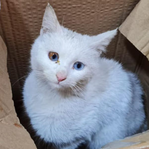 Cat Sanctuary in Syria Continues to Save Animals Like Beautiful 'Chimera'