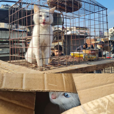 Cat Sanctuary in Syria Continues to Save Animals Like Beautiful 'Chimera'