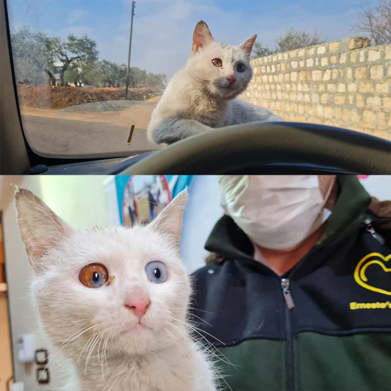 Cat Sanctuary in Syria Continues to Save Animals Like Beautiful 'Chimera'