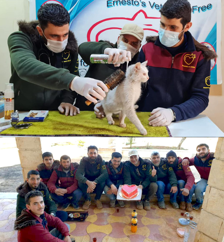 Cat Sanctuary in Syria Continues to Save Animals Like Beautiful 'Chimera'