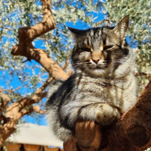 Cat Sanctuary in Syria Continues to Save Animals Like Beautiful 'Chimera'