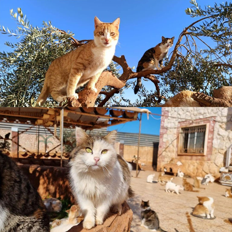Cat Sanctuary in Syria Continues to Save Animals Like Beautiful 'Chimera'