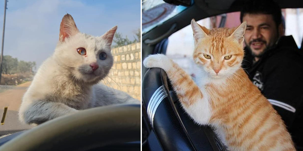 Cat Sanctuary in Syria Continues to Save Animals Like Beautiful 'Chimera'