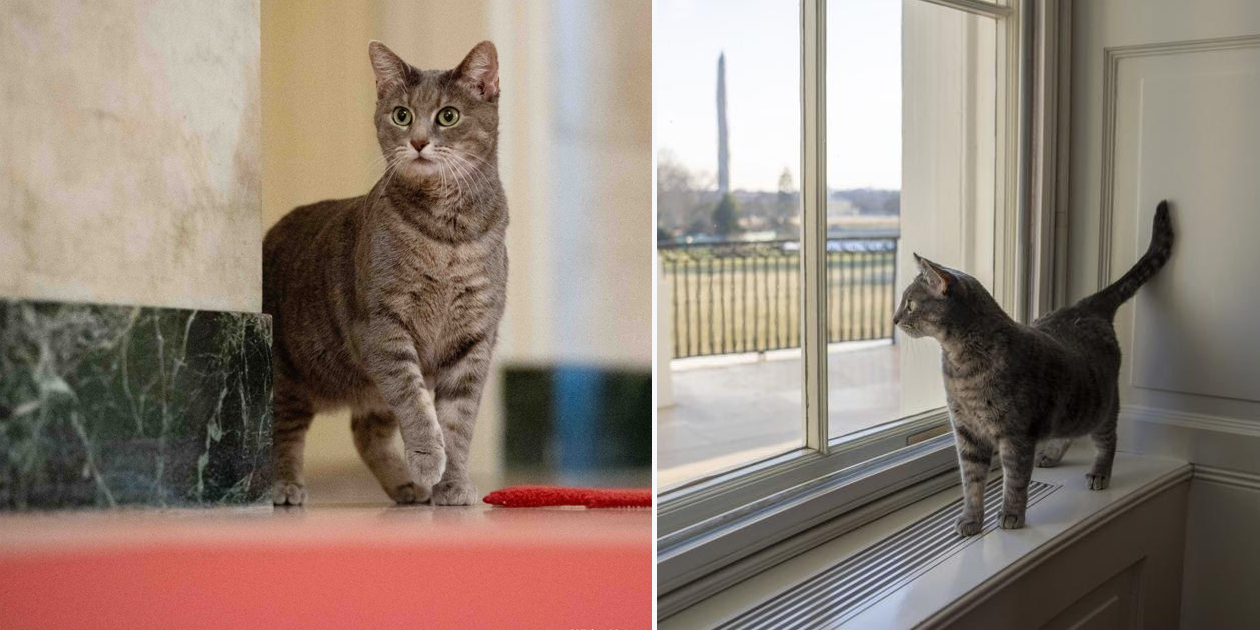 First Kitty Willow Makes Her Cute Debut At The White House